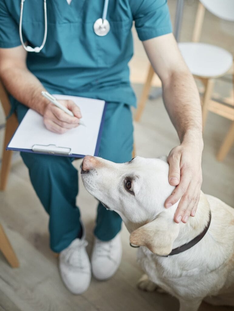 AlphaFlo® Canine Allograft | Regenerative Medicine for Dogs