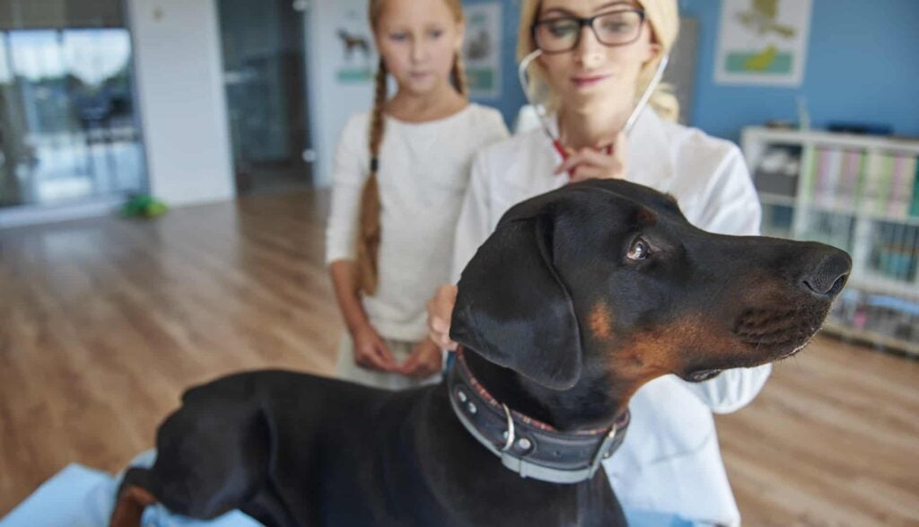 About AlphaFlo® Canine | Premium Dog Joint & Health Supplements