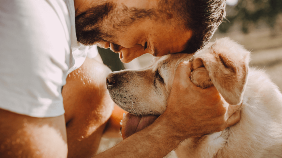 Supportive Healing for Canine Chest Wounds | AlphaFlo