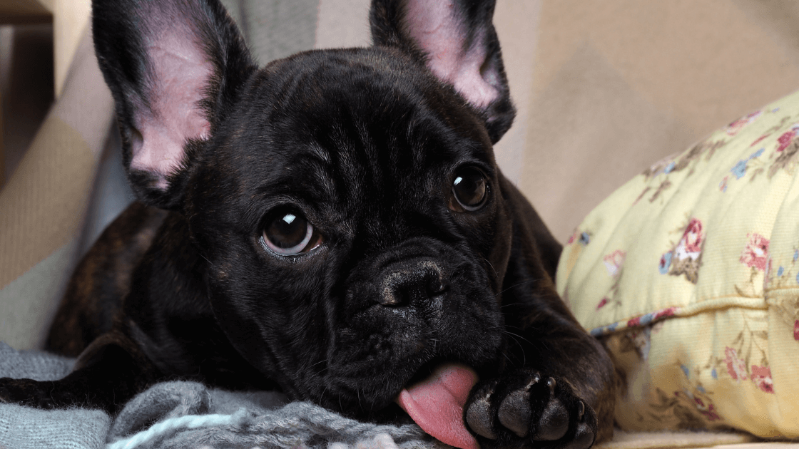 Supportive Care for Canine Acral Lick Dermatitis | AlphaFlo