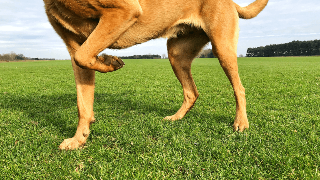 Supportive Care for Canine Calcanean Tendon Lesions | AlphaFlo
