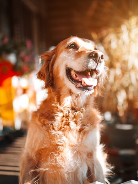 About AlphaFlo® Canine | Trusted Dog Joint & Health Supplements