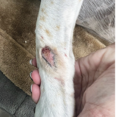 Supportive Care for Canine Acral Lick Dermatitis | AlphaFlo