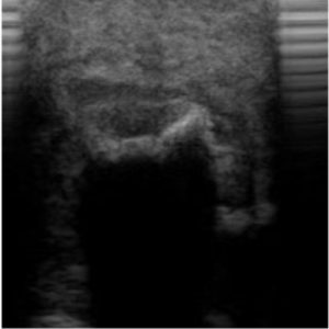 Supportive Care for Canine Calcanean Tendon Lesions | AlphaFlo