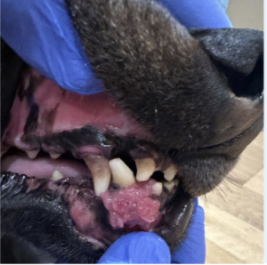 Comprehensive Support for Canine Oral Squamous Cell Carcinoma ...