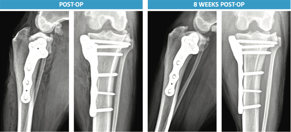 Supporting Canine TPLO Recovery with AlphaFlo® | Case Study Results